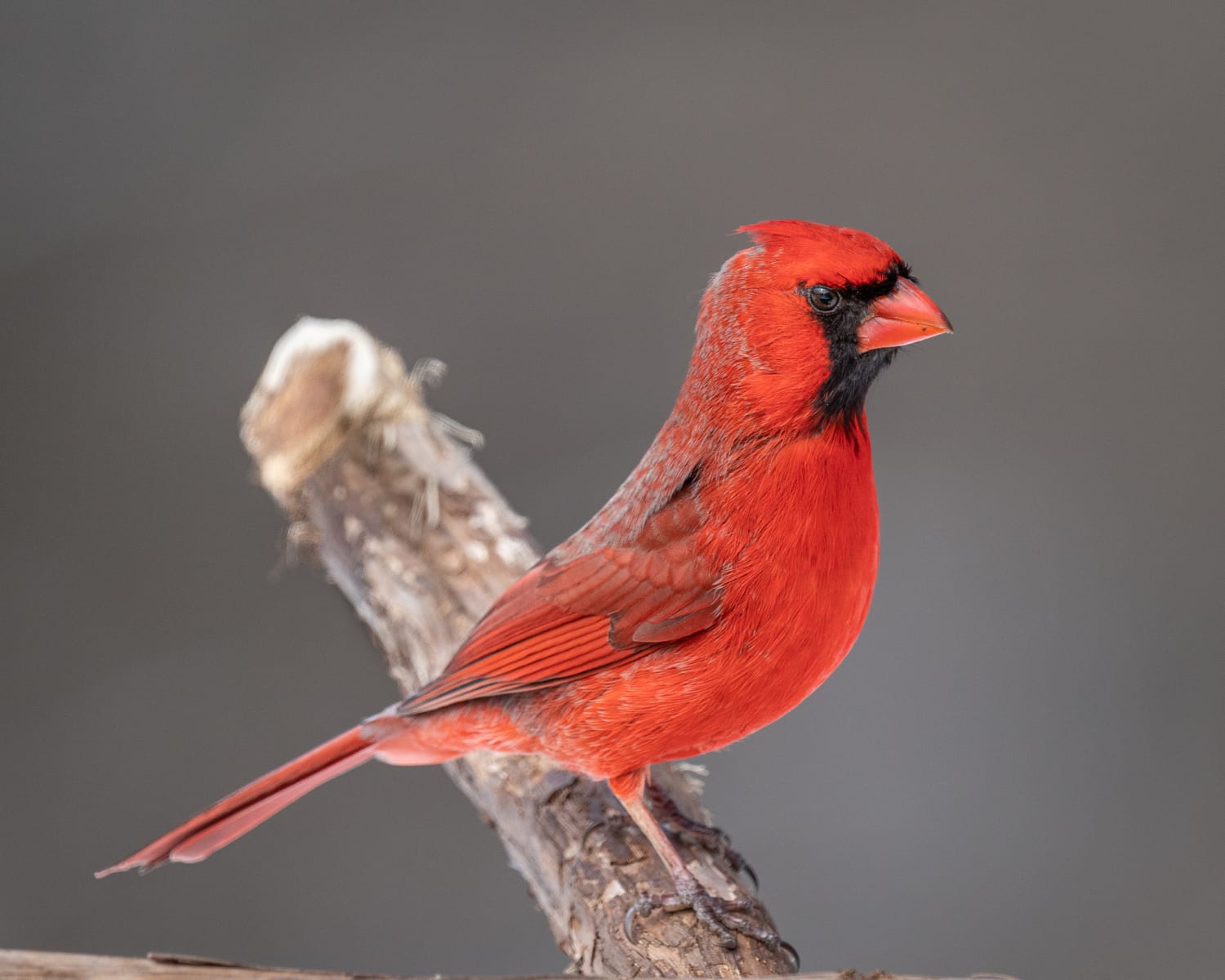 Northern Cardinal