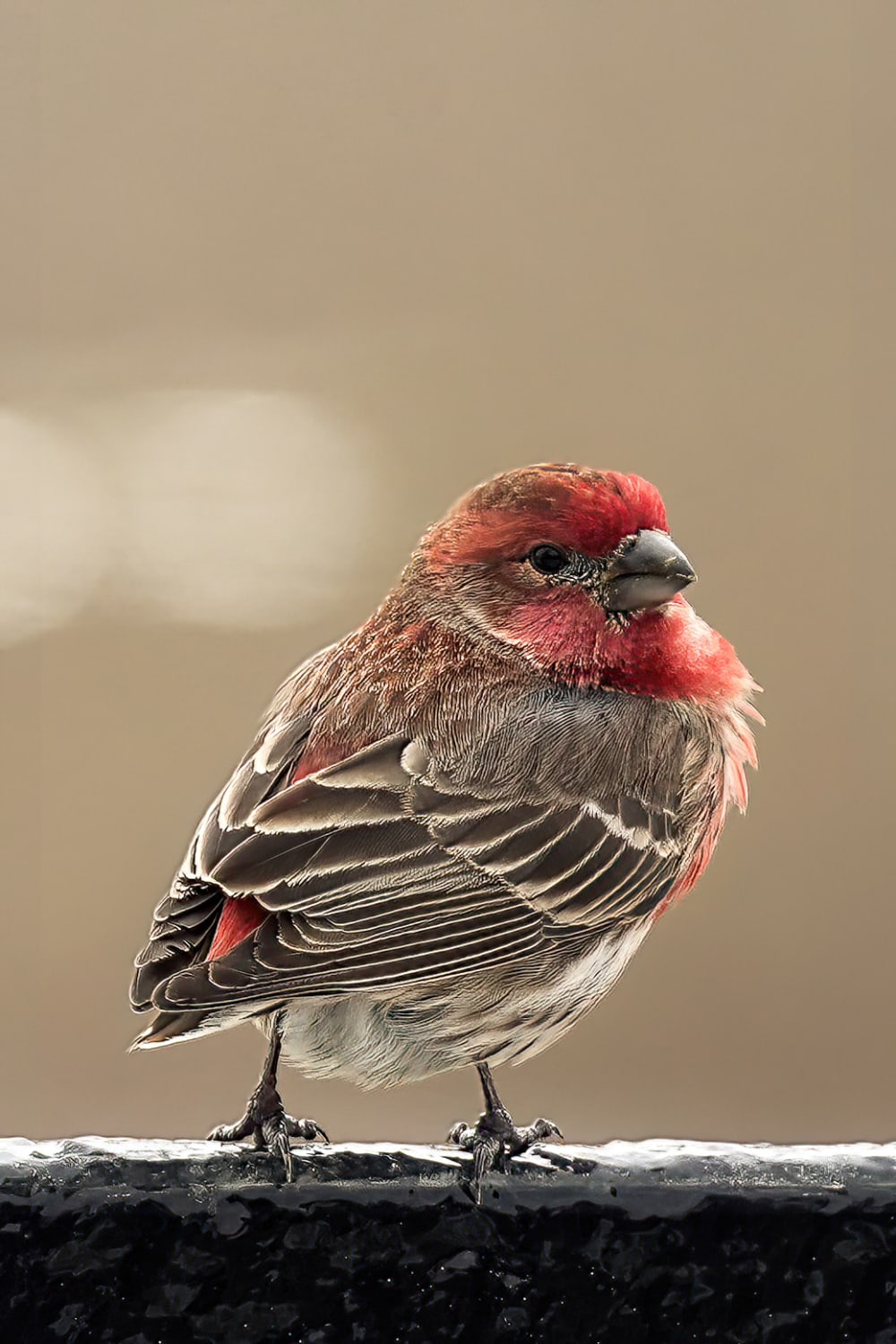 Male house finch