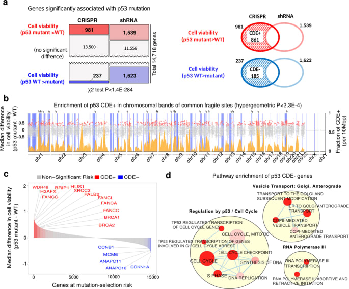 A systematic genome-wide mapping of oncogenic mutation selection during ...