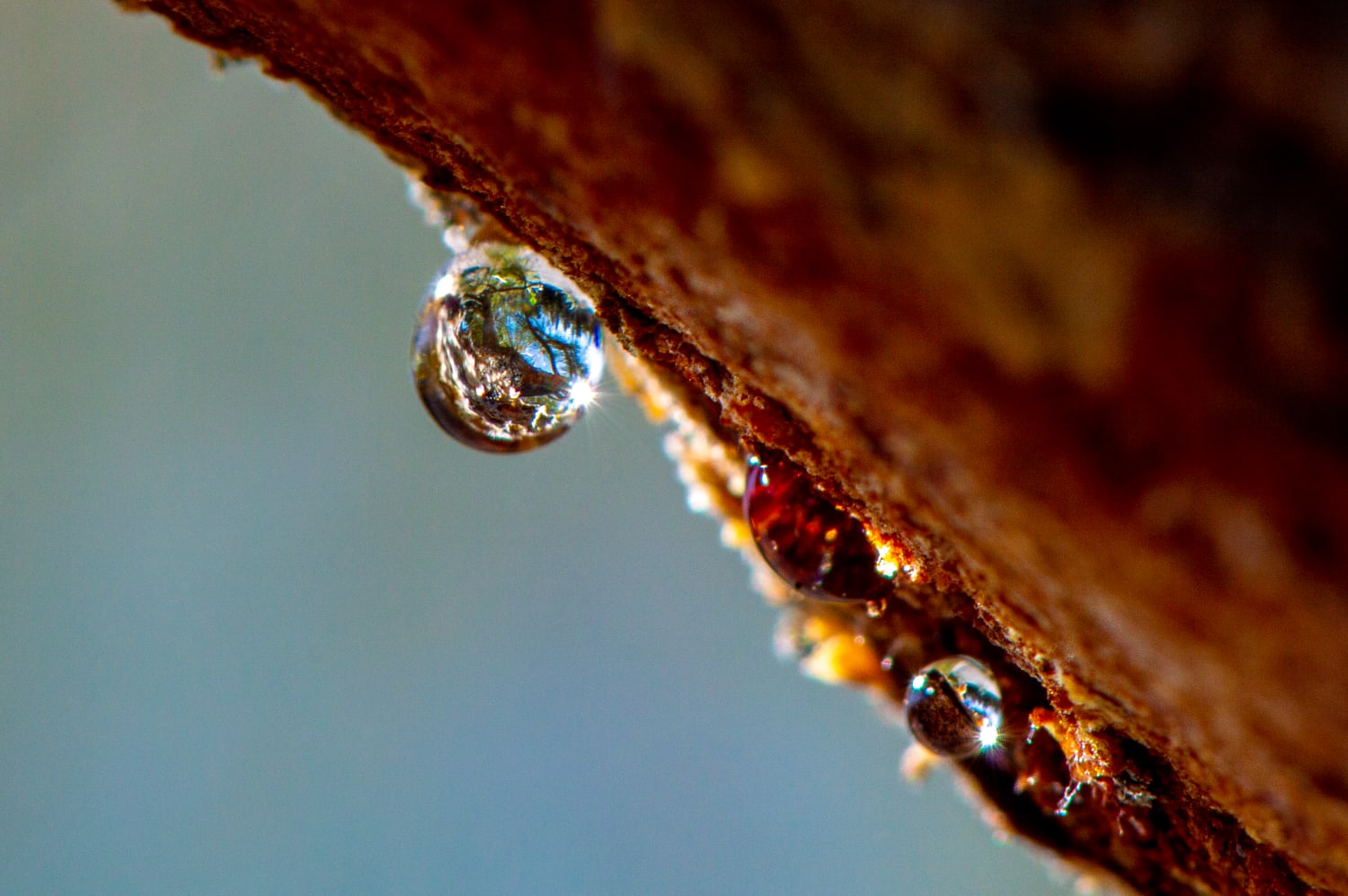 This glistening drop of pine sap shot by U/Towerizer