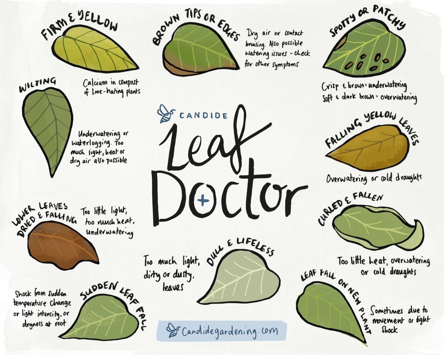 Candide Leaf Doctor: What’s Wrong With My Plant? - Discover | Candide