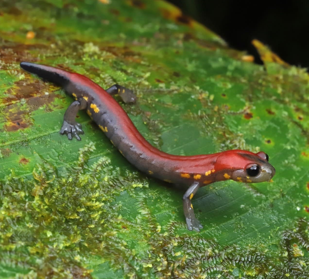 Splendid Web-footed Salamander (Bolitoglossa splendida), family ...