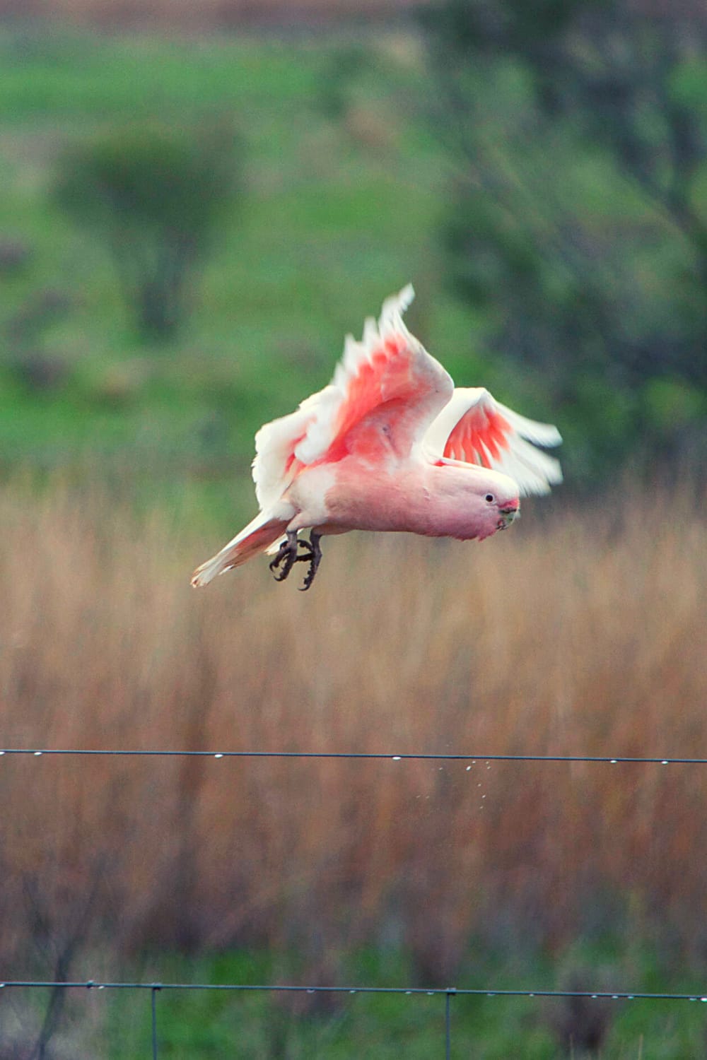 17 Beautiful PINK BIRDS | Major Mitchell’s Cockatoo Flying