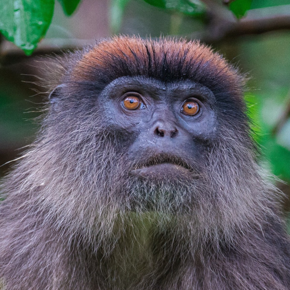 Remembering a social blunder like ⁣⁣⁣ Native to Zanzibar, the red ...