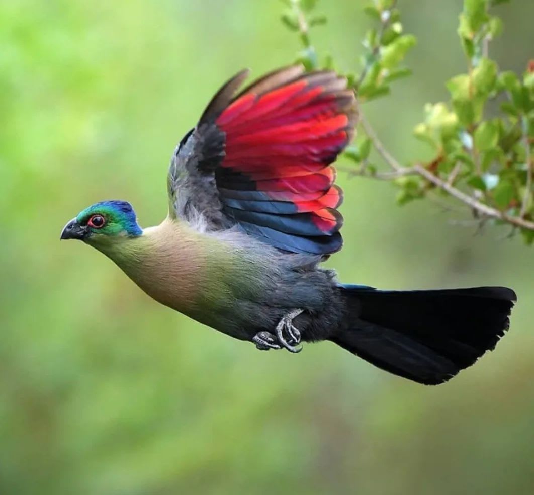 Nella casa di Ro on Instagram: “"Em alguma vida fui ave. Guardo na ...