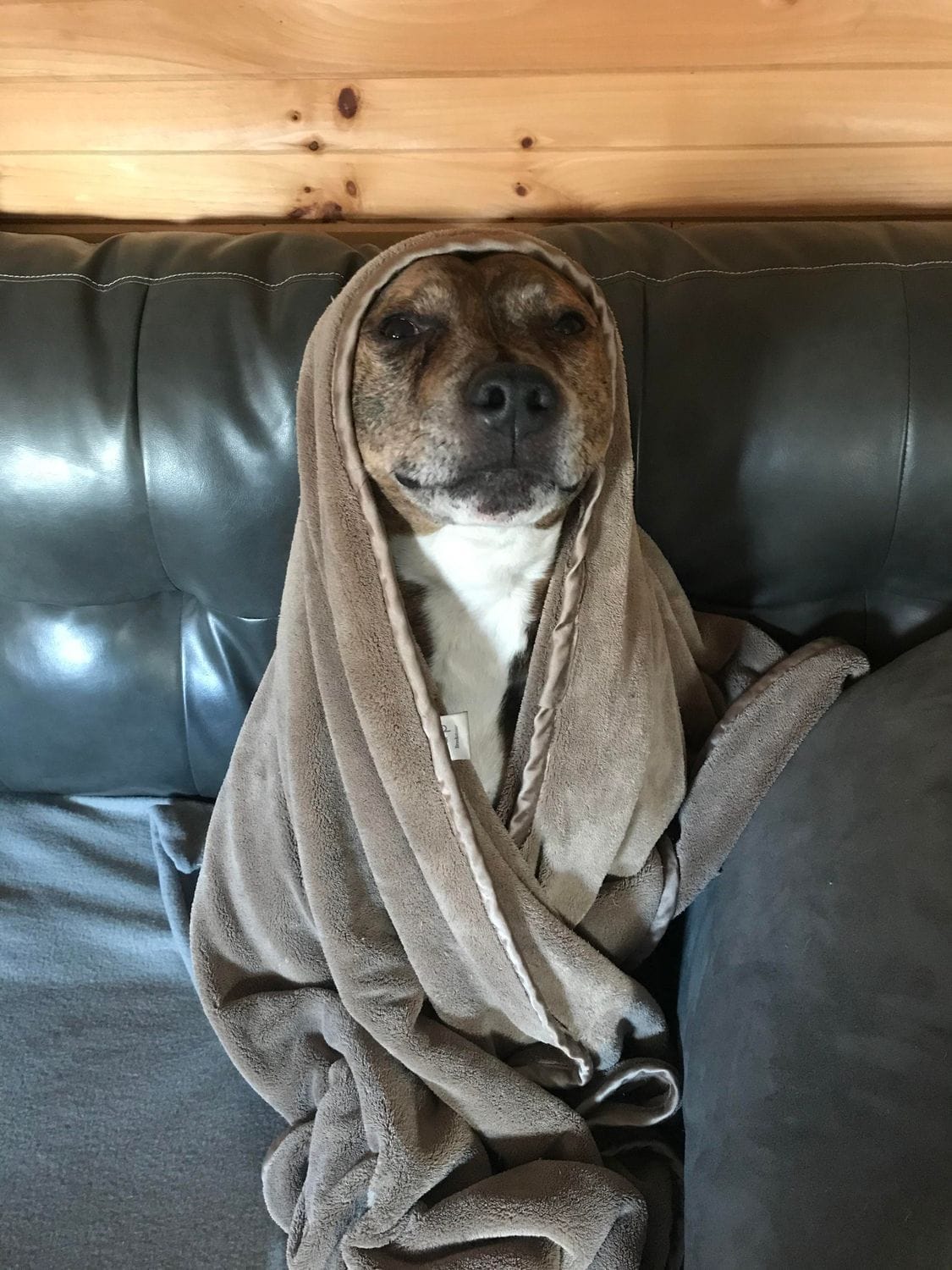 My dog is a goon.
