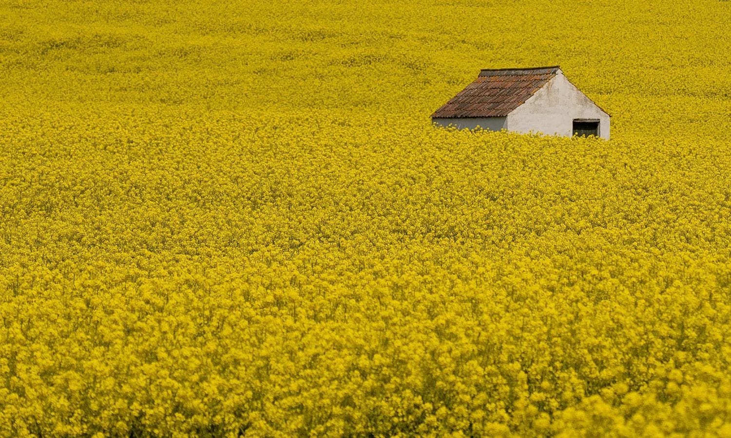 Field of Gold Stroud, England Photograph: Sam Aldridge