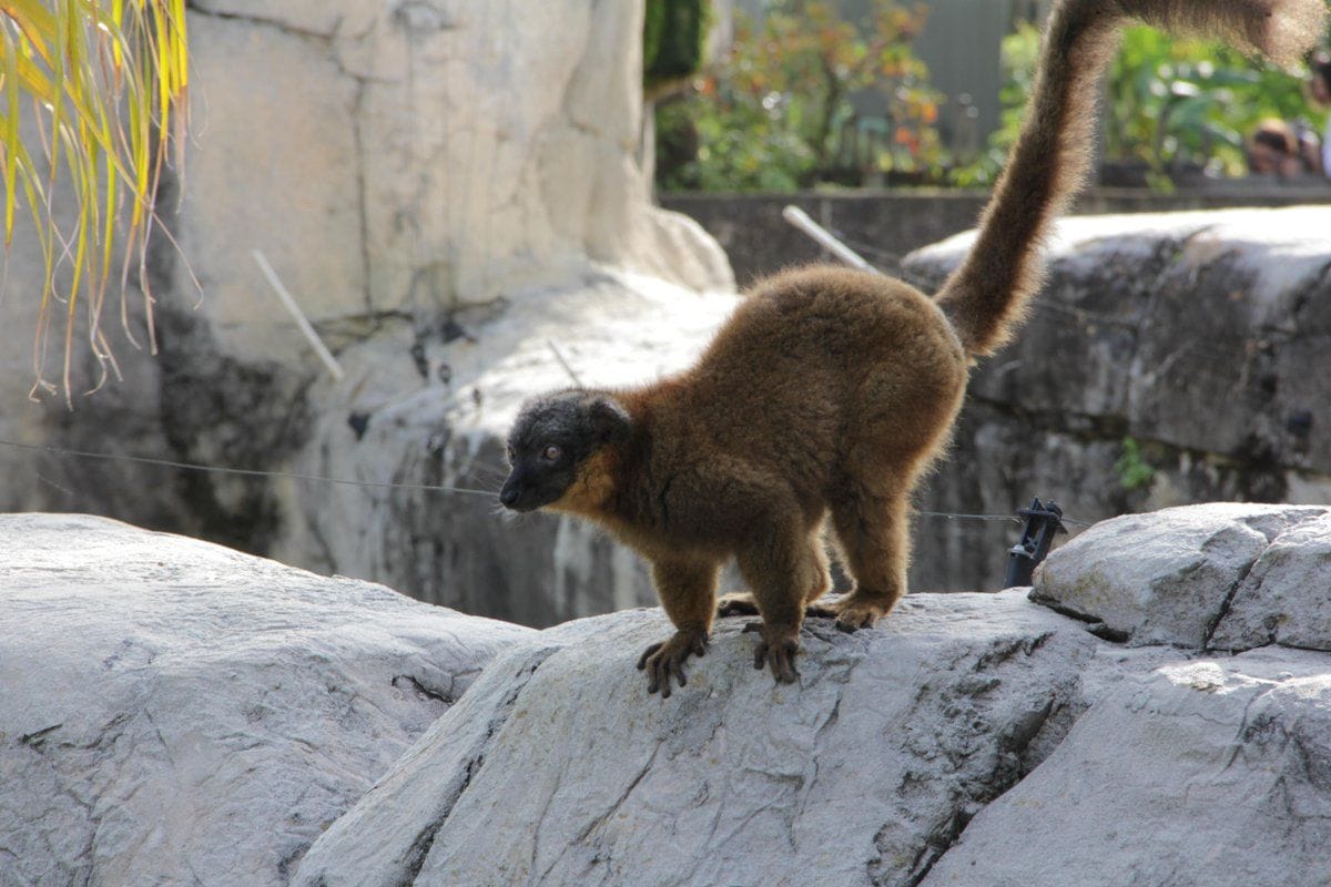 Did you know that red ruffed lemurs have flat teeth that they use to ...