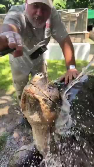 This is Adolf, one giant handsome Galapagos Tortoise. He loves his neck ...