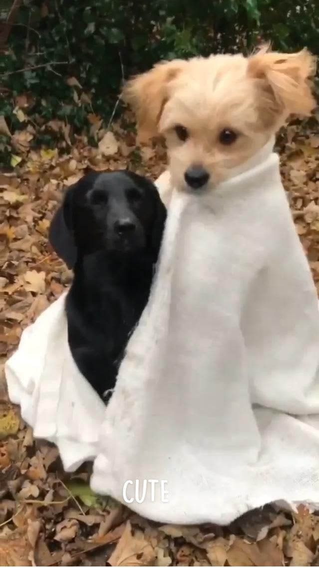 Pin di EEVE ME su Animal Lover | Cani e cuccioli, Simpatici animaletti, Animali