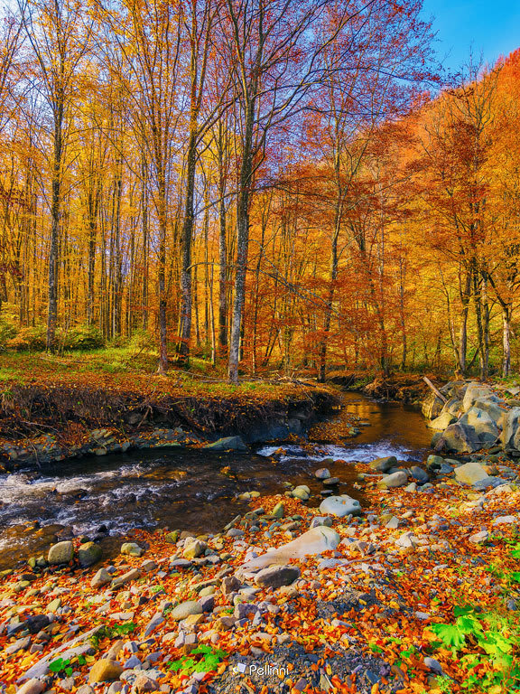 landscape with forest and a creek in front. beautiful scenery in autumn ...