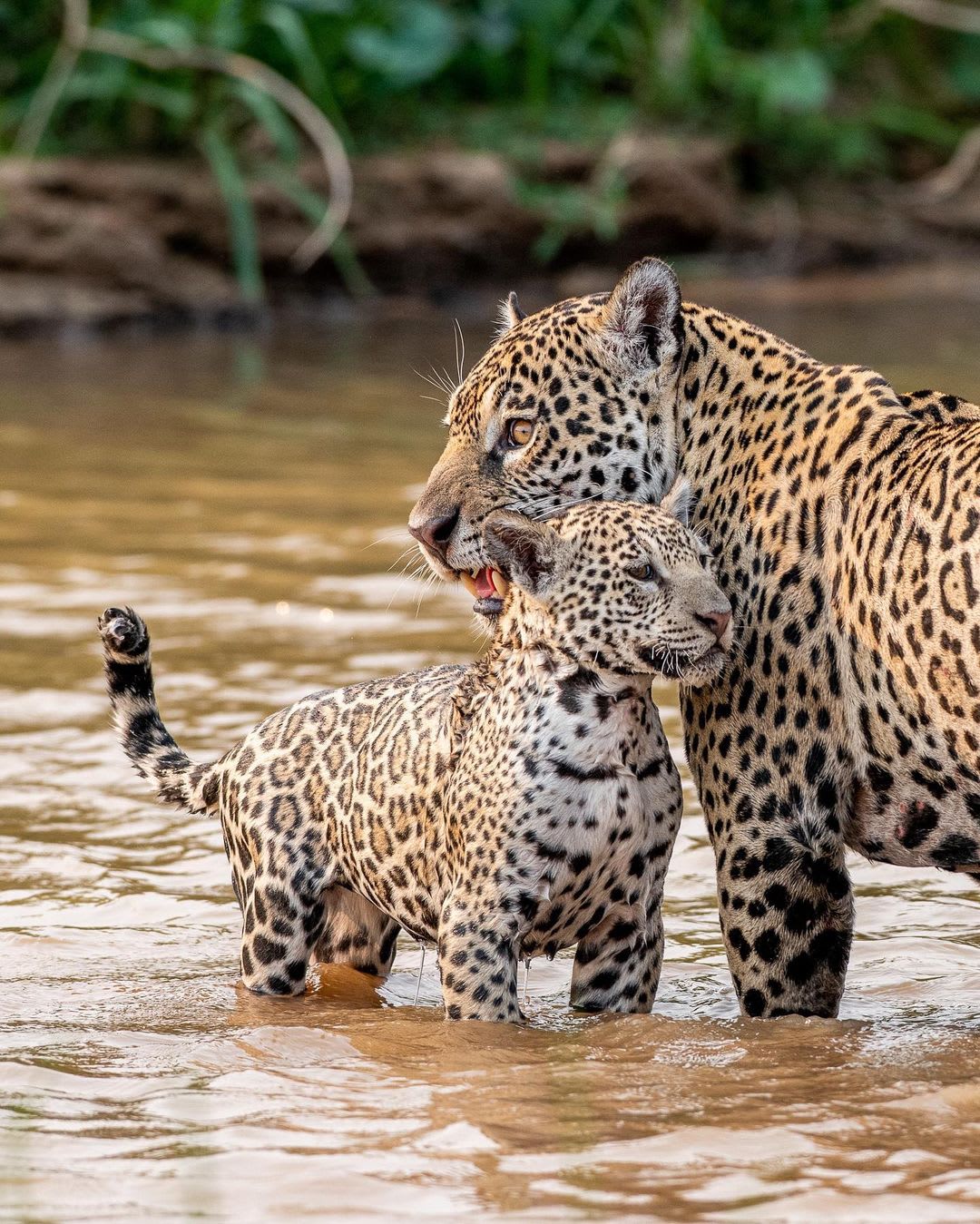Mother jaguar fiercely guarding her cub