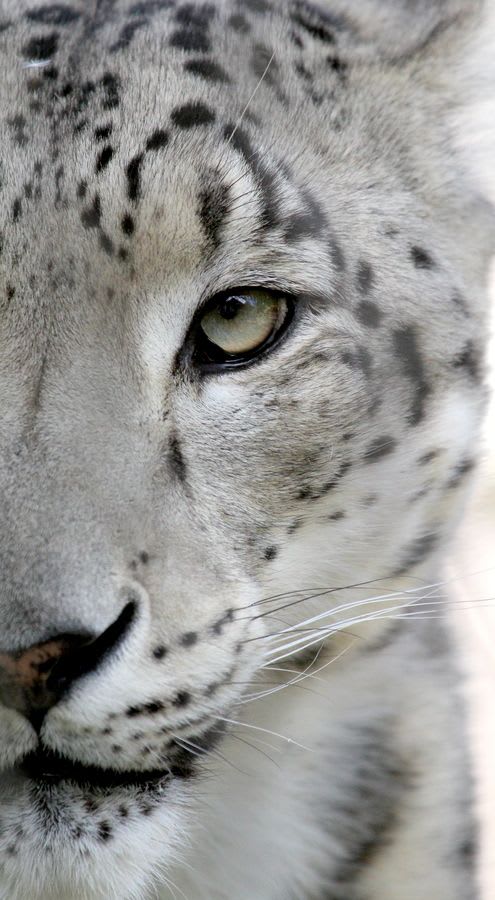 Snow Leopard by Parasaran Raman / 500px | Cute animals, Animals ...