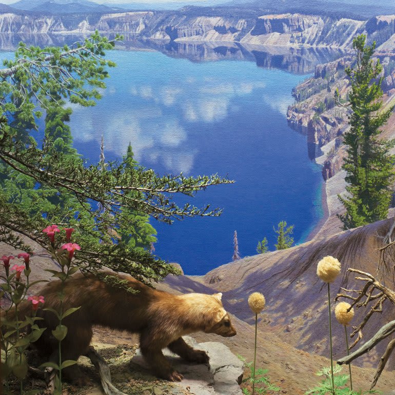 Exhibit of the Day: the American Marten diorama in the Hall of N ...