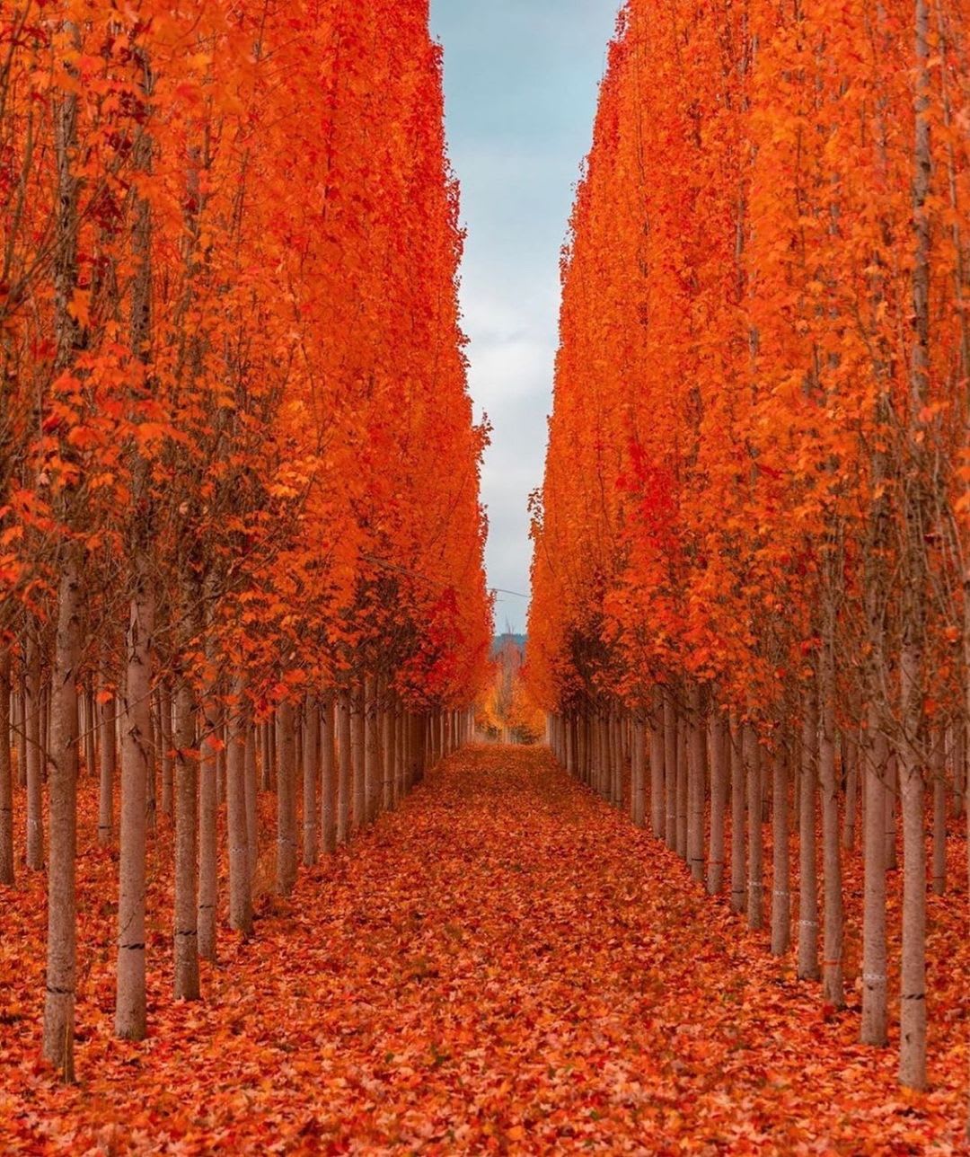 Orange Oregon