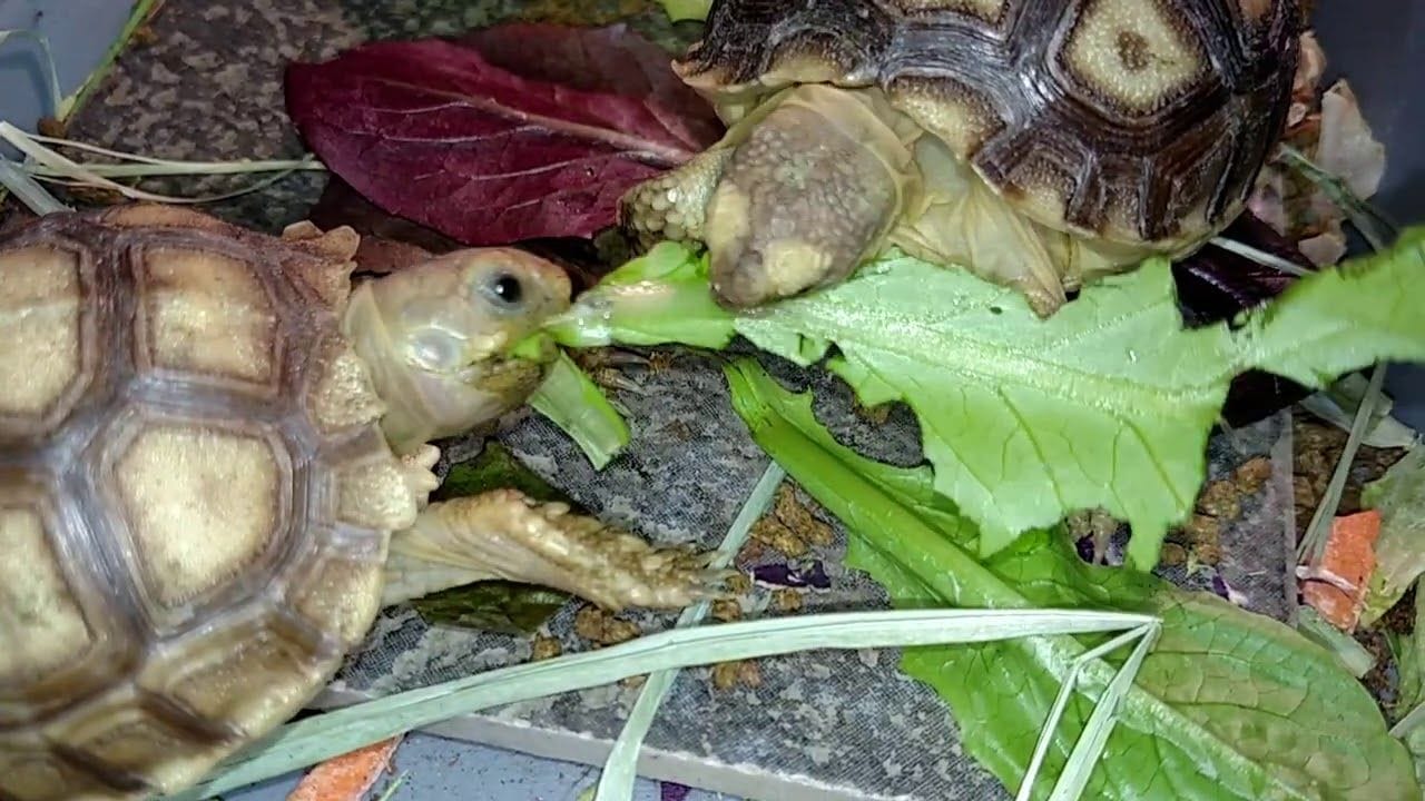 Turtle Duo Tears Leaf Apart While Feeding on it - 1179268