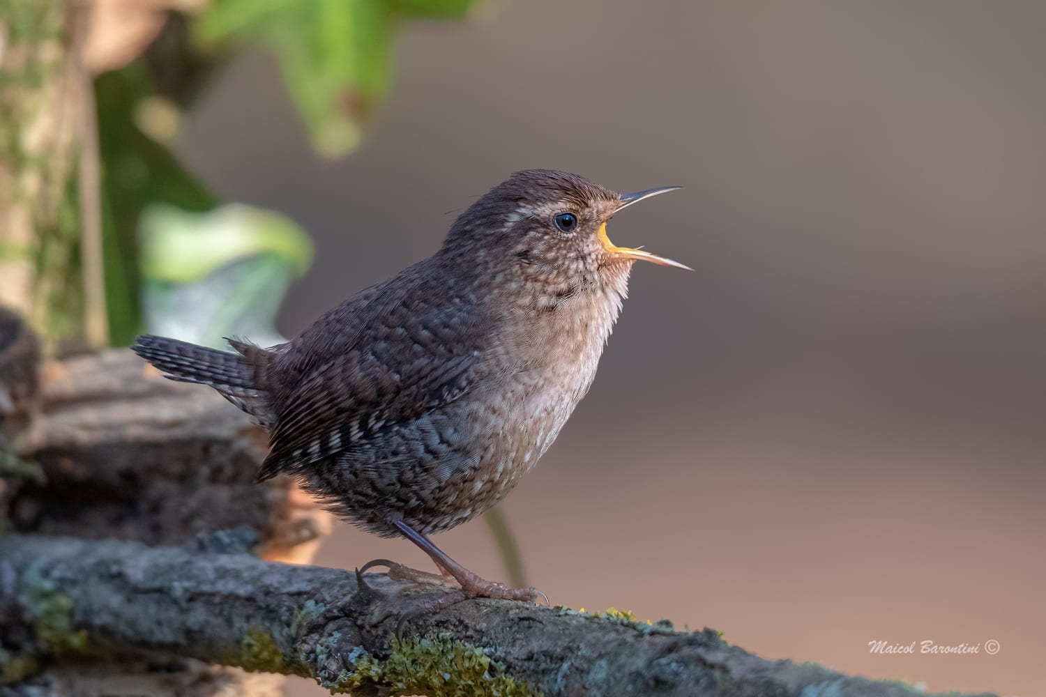 close-up of bird perching on branch
