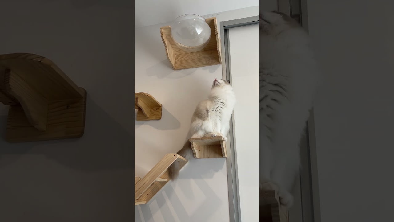 Amazing Cat LOVES Homemade Obstacle Course!