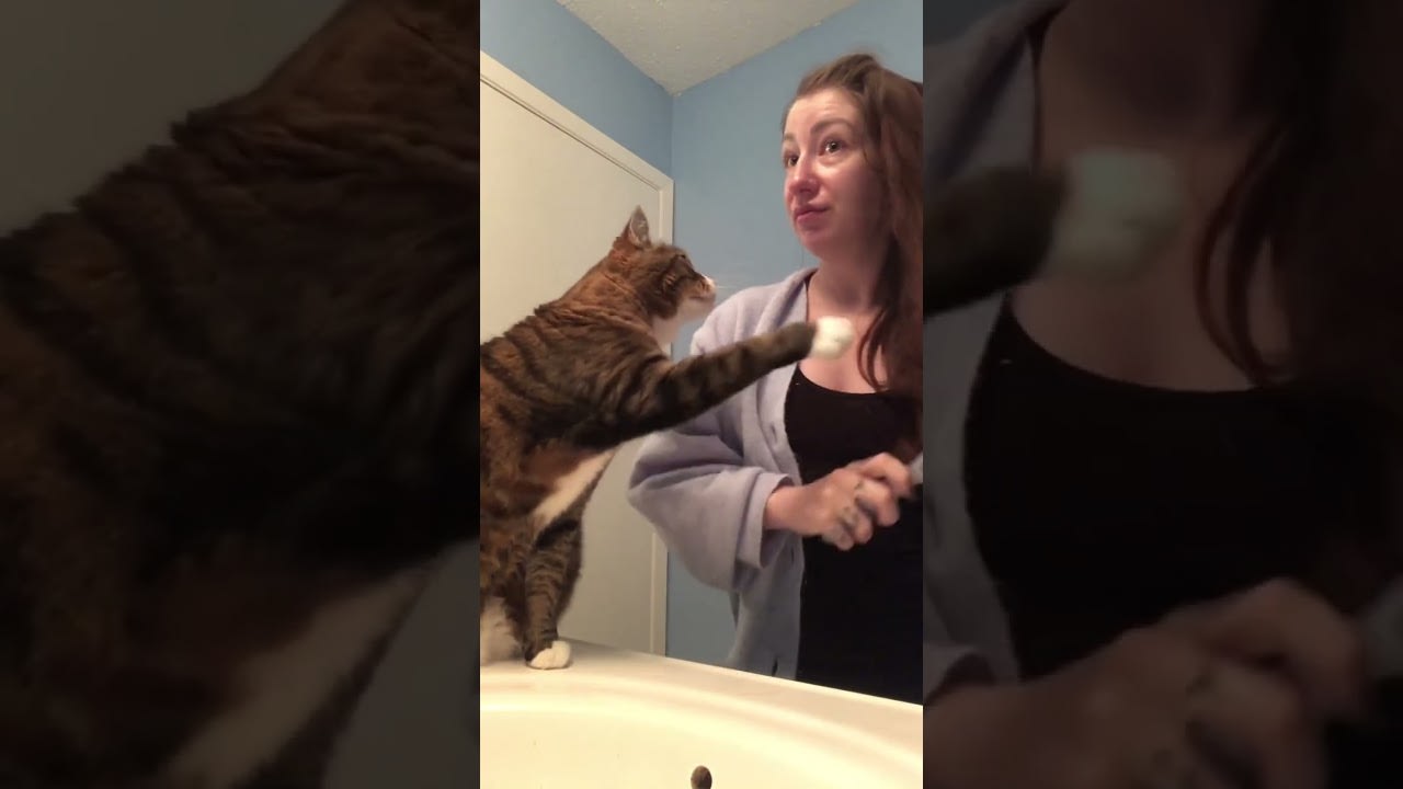 Adorable Cat Loves Doing Their Nightly Skincare Routine! #Cats #Shorts