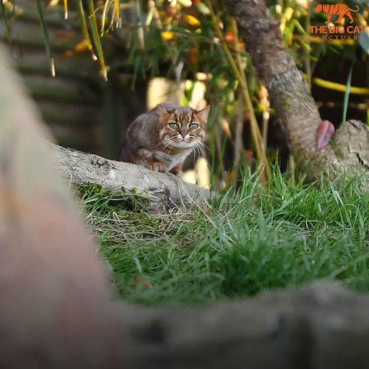😸 Our Sri-Lankan rusty spotted cat is the cutest and smallest cat that ...