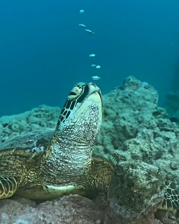 The way this turtle sleeps and sounds in the waters of the Cook Islands