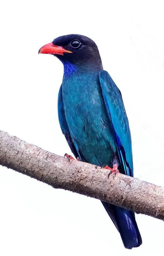 Dollarbird (Eurystomus orientalis), family Coraciidae, order ...