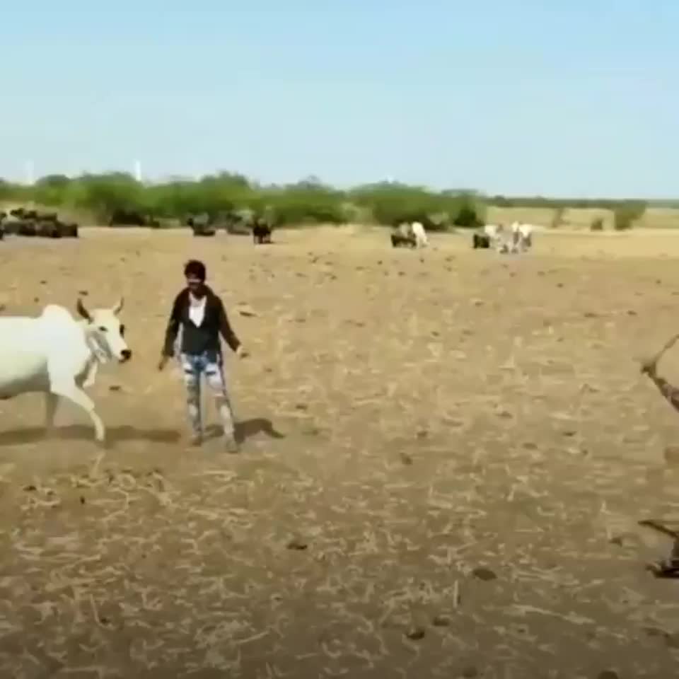 Cow protecting her human