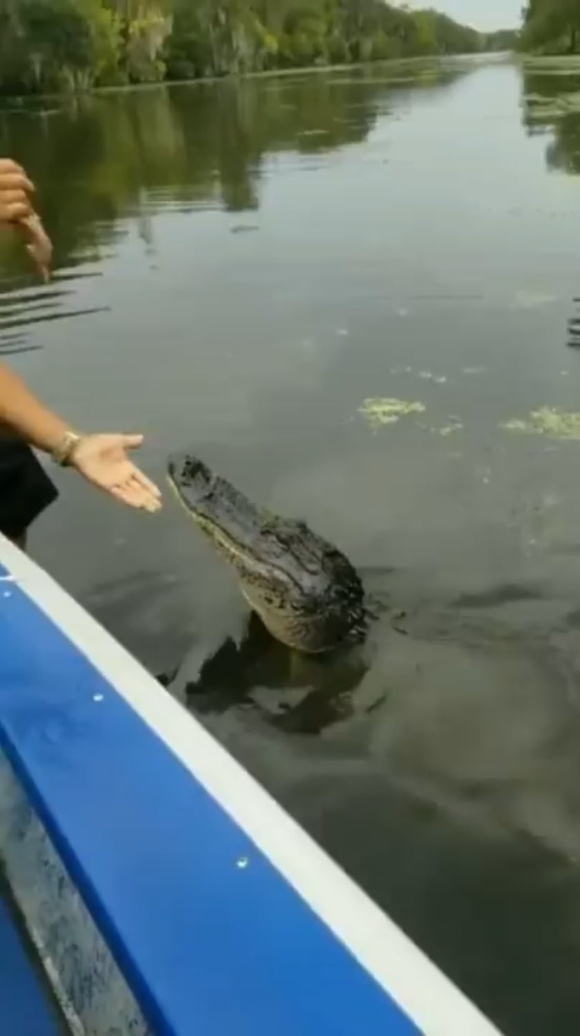 Feeding an alligator