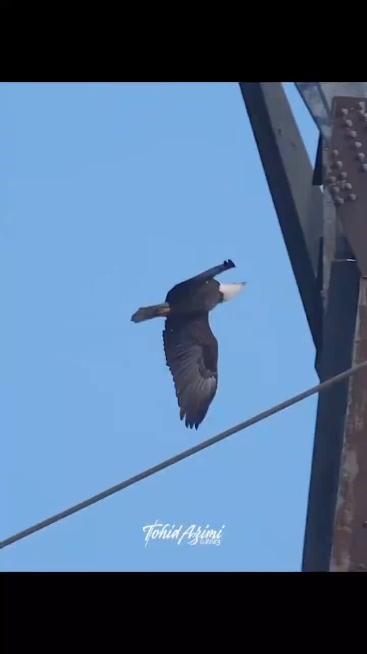 Bald Eagles performing the Devil’s Cartwheel, a courtship exercise