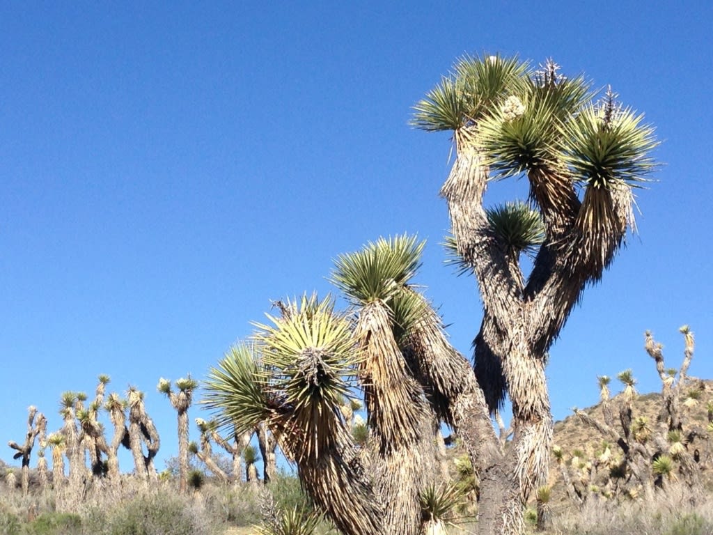 Why Joshua Tree National Park may be saying goodbye to most of its ...