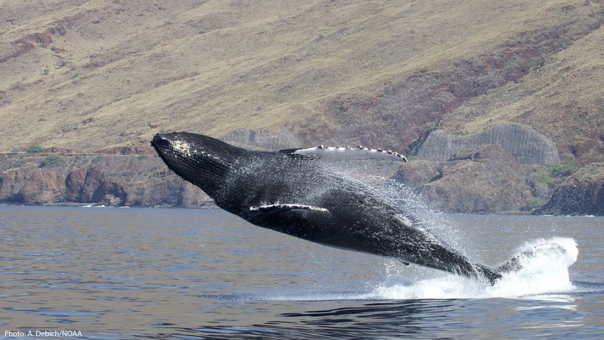 The visible Hawaiian Islands are part of a 3,700-mi-long range of ...