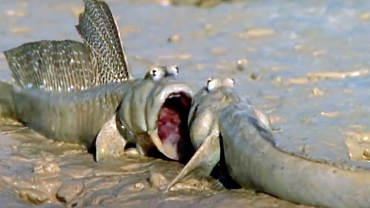 Sweaty Mudskippers Try To Cool Down | Walk On The Wild Side | Funny ...