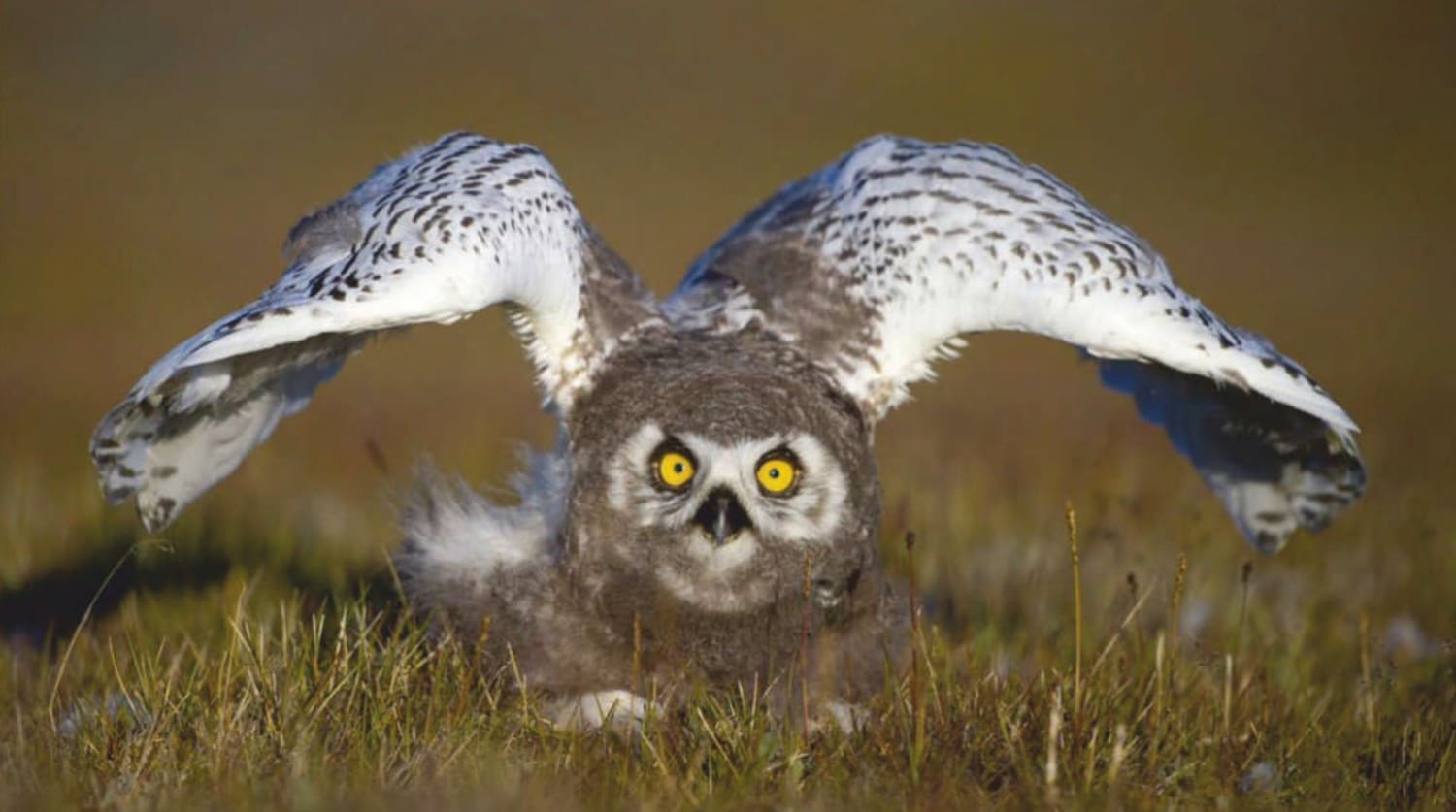 A superb snowy owl chick adopting a defensive posture on Wrangel Island ...