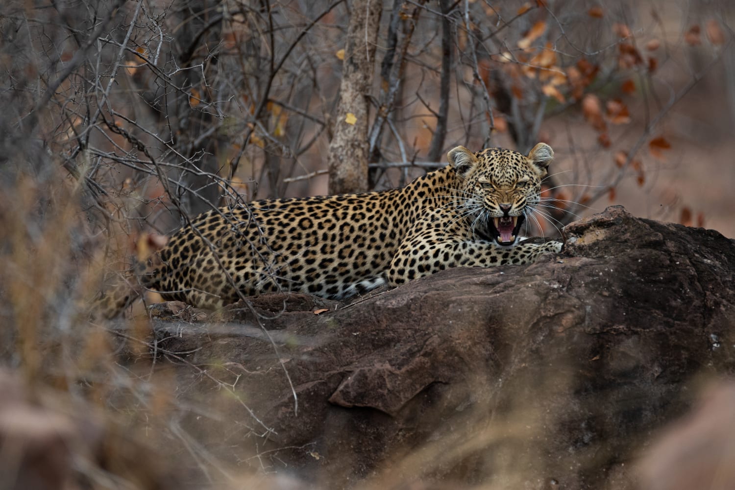 Female Leopard