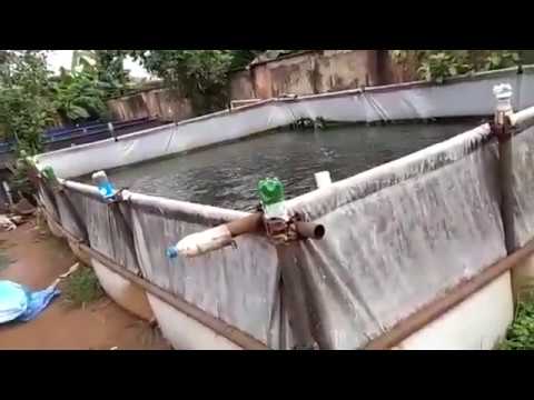 fish farming process step by step