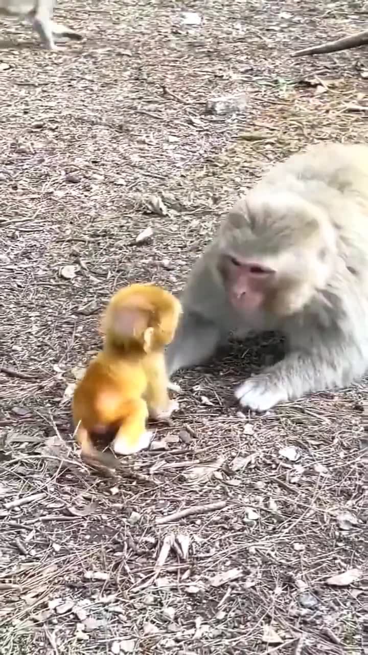 mama monkey teaches her baby to walk... with love