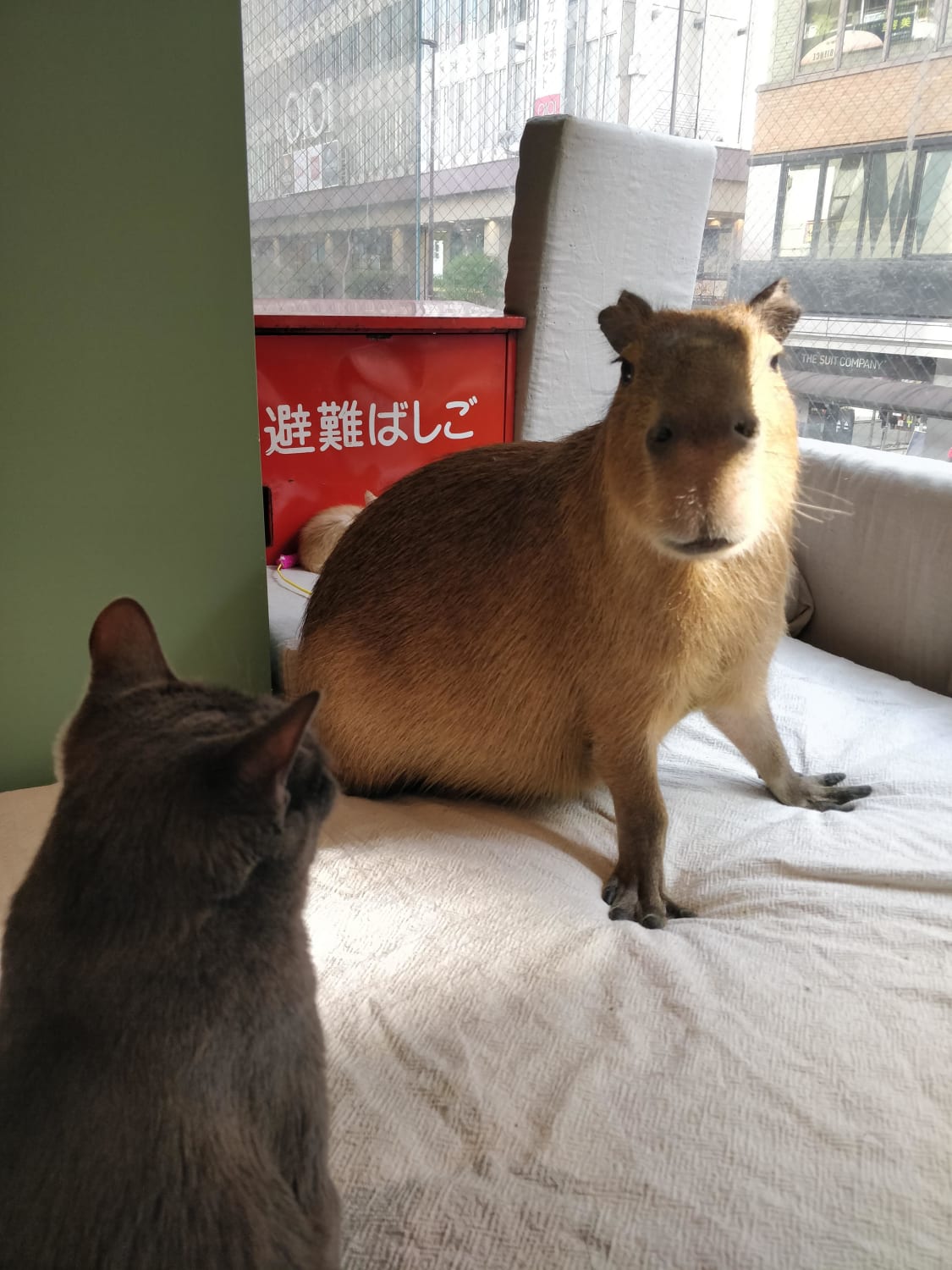 capybara playing with cat