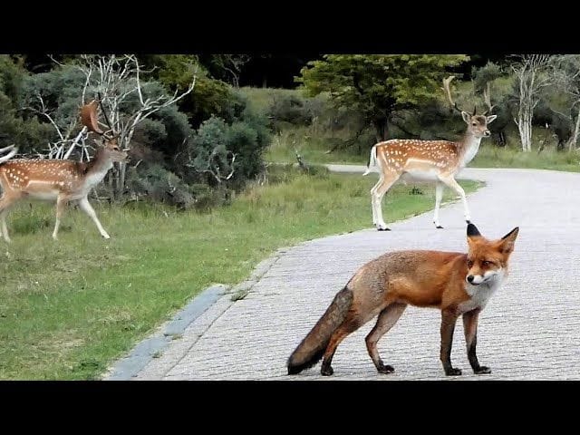 So cool... - Is this for real !!??..Wow.!!! Fox & Deer cross road side ...