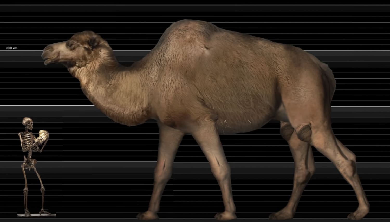Introducing the TRUE largest camel in history: Megacamelus merriami. It was a much older camel ...