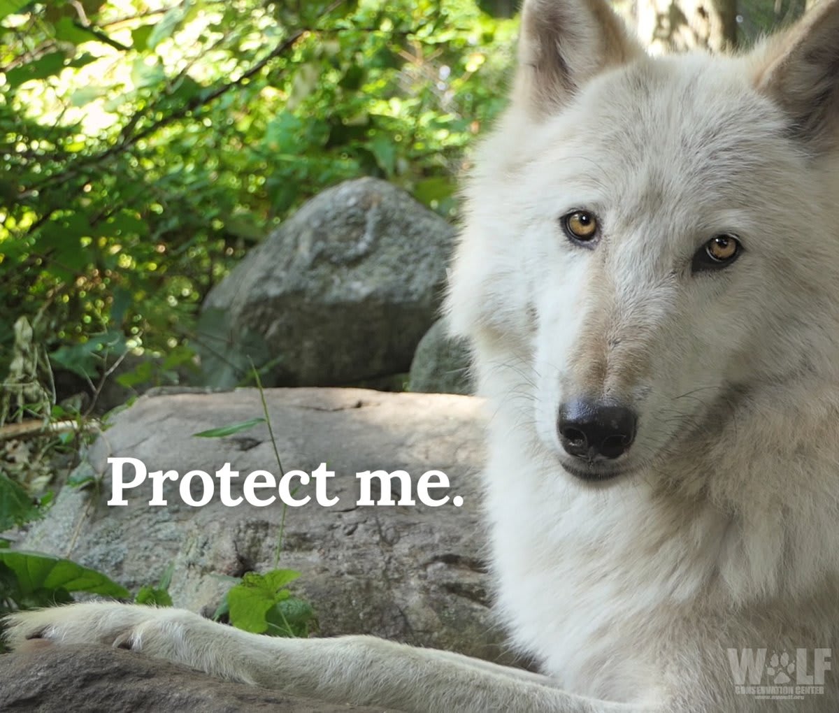 WOLVES NEED YOUR VOICE! 🐺 Please tell the Minnesota DNR you oppose ...