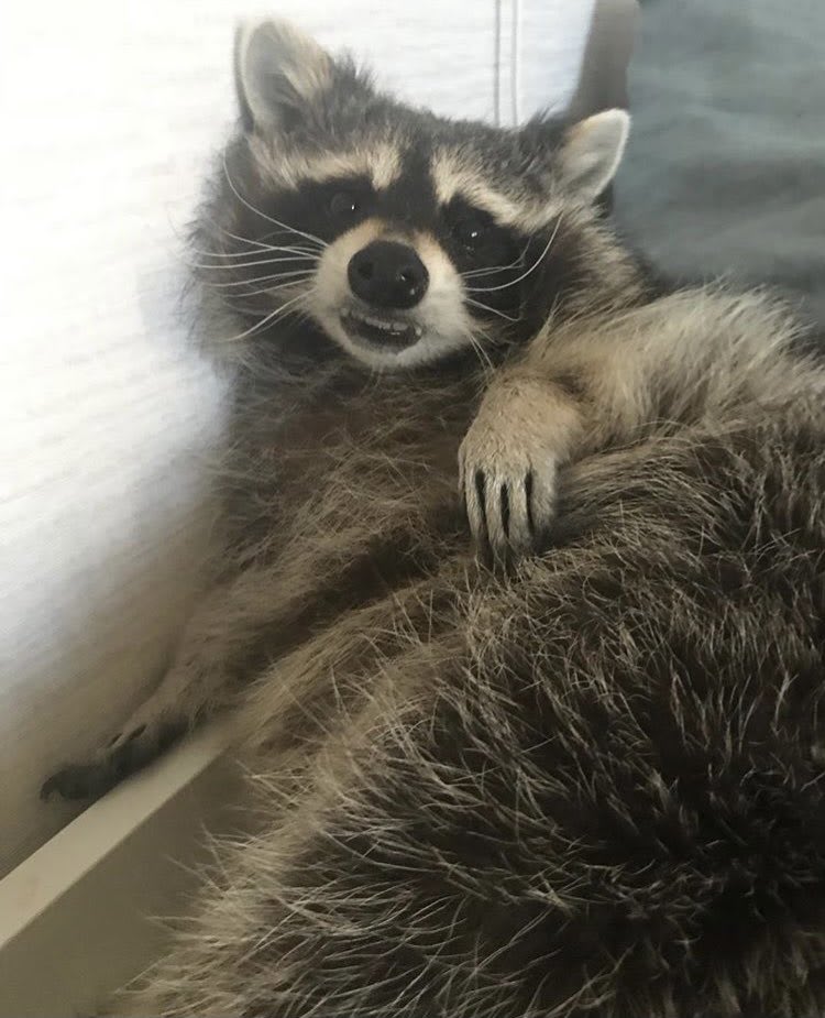 Raccoons Hourly on Twitter