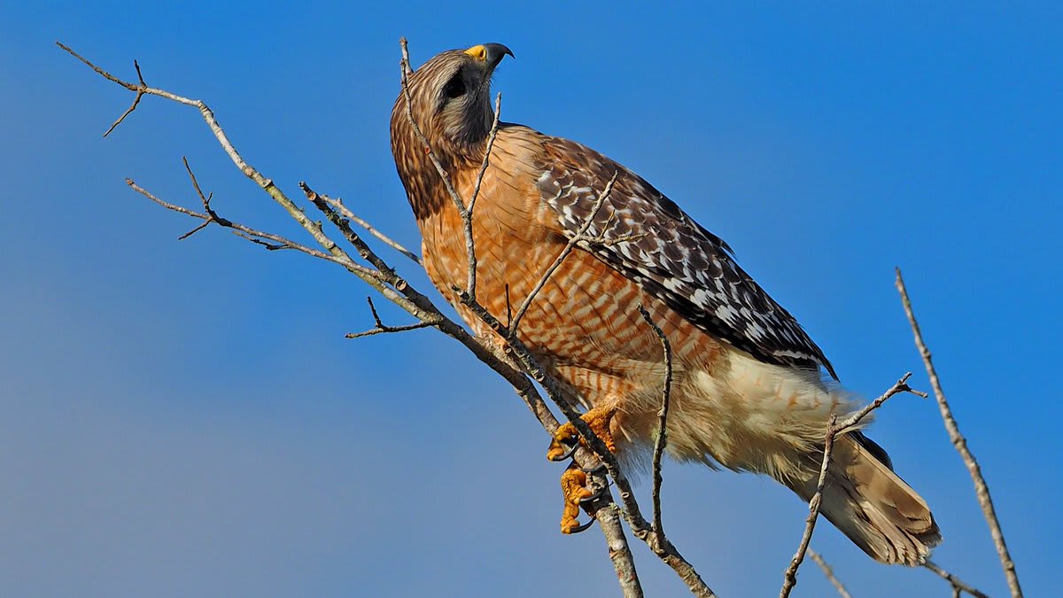 Meet the Red-shouldered Hawk! Its vast range spans much of N. America ...