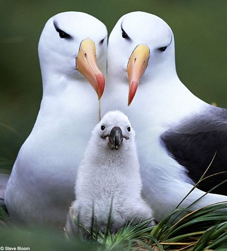 One amazing fact about Albatross; it can fly more than 13,500 miles in ...