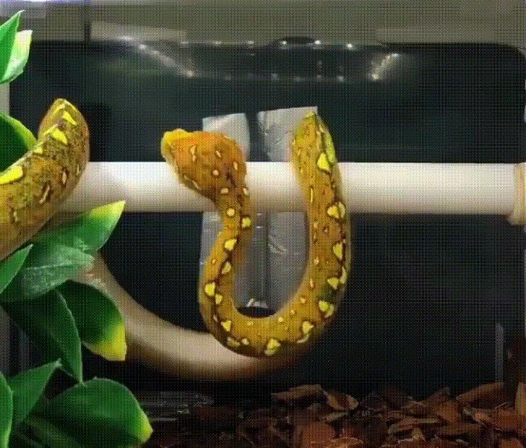 Snake curling up for a rest.