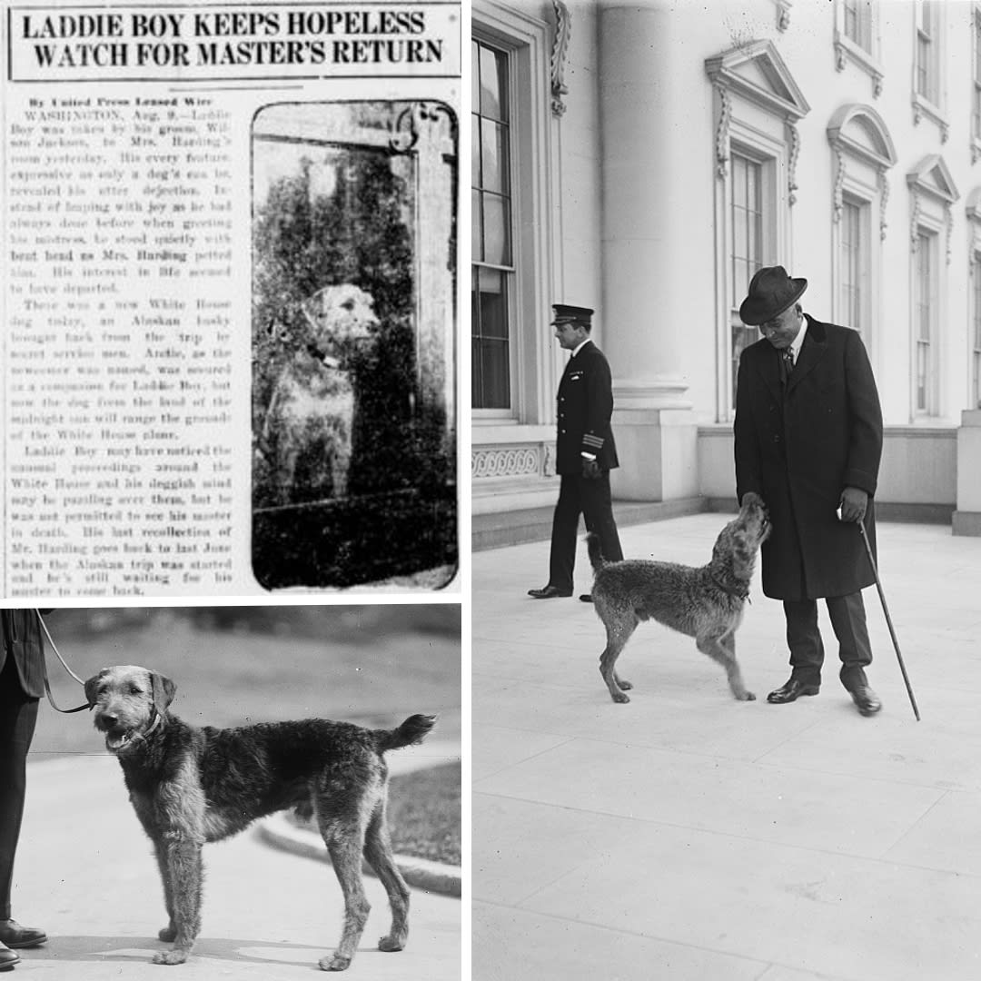 "Laddie Boy Keeps Hopeless Watch For Master's Return." When President ...