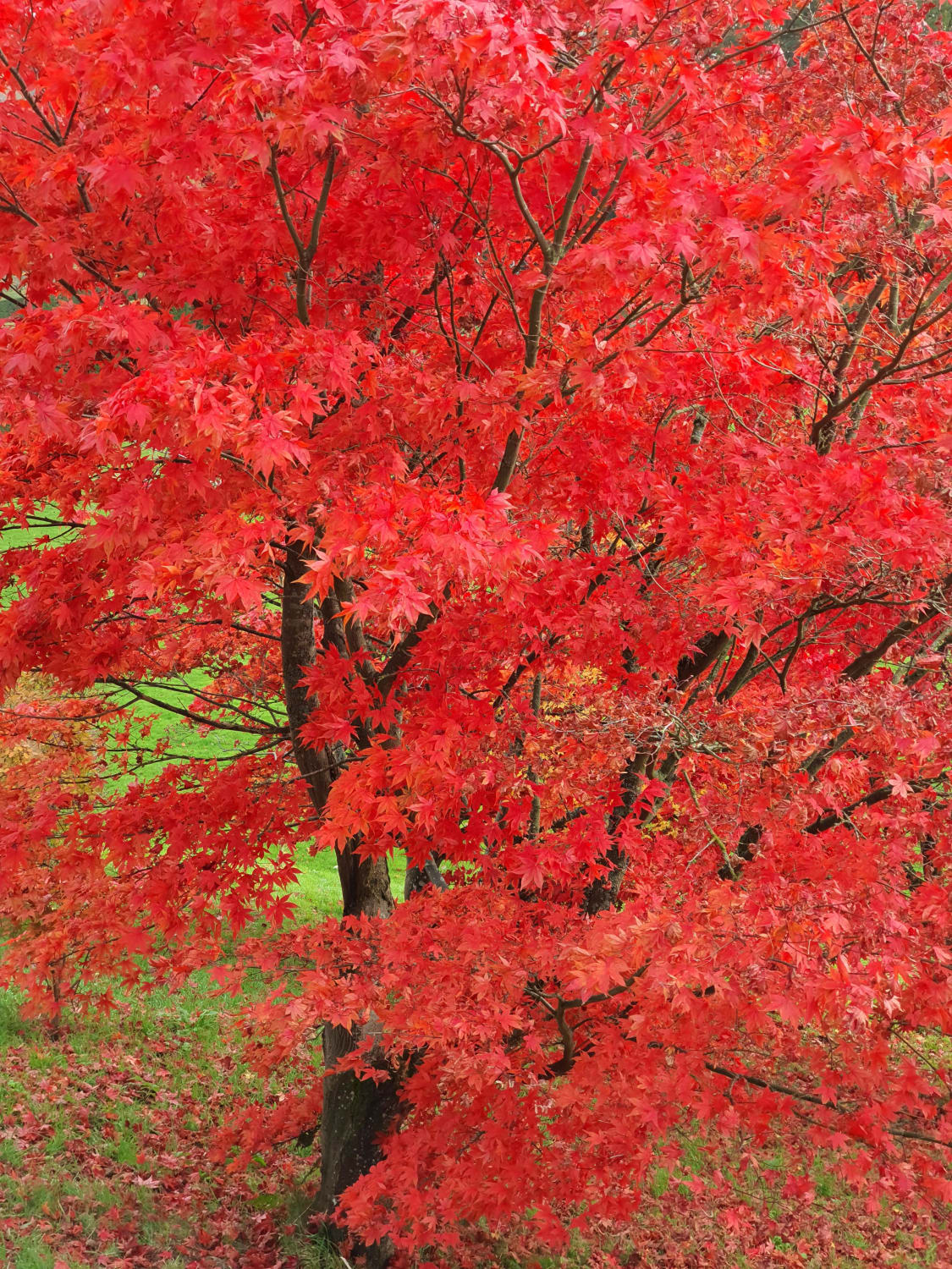 ITAP of a beautiful red tree