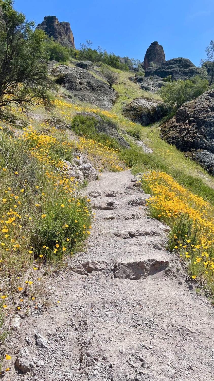 Checking out the wildflowers on the Juniper Canyon Trail at Pinnacles ...