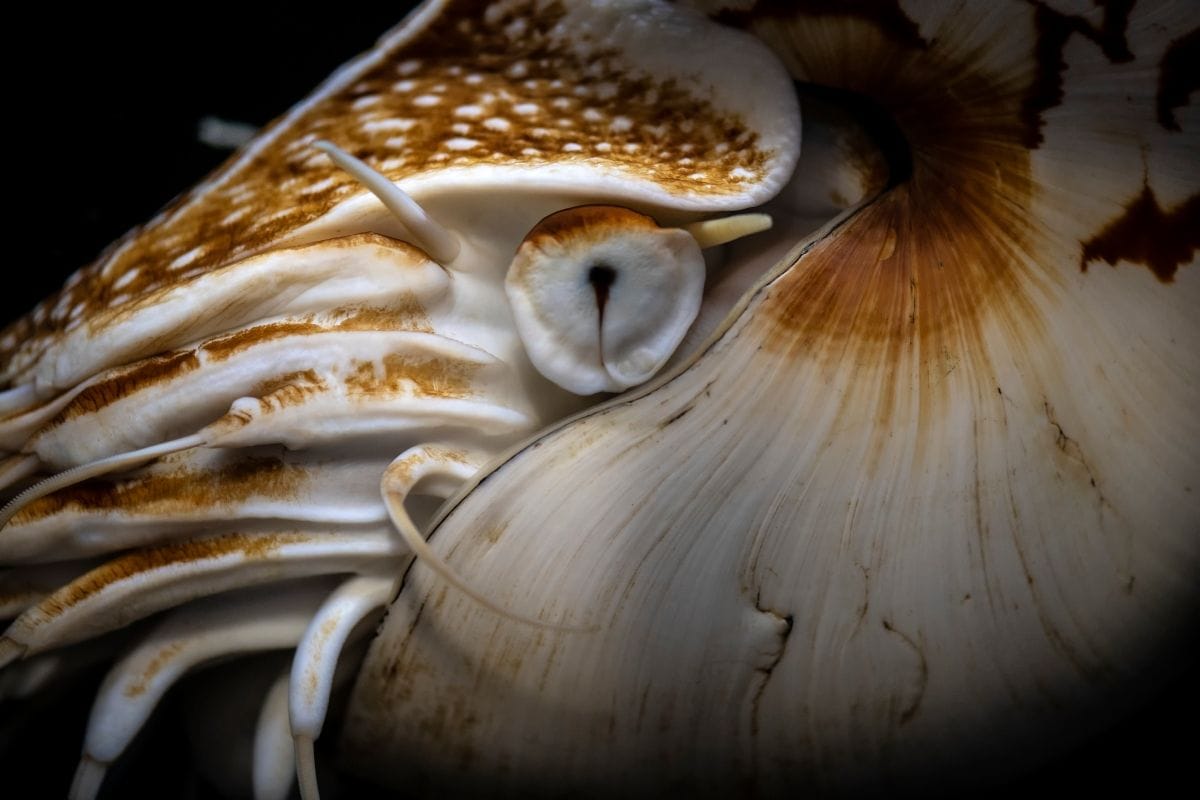 Half a billion years in and still going strong: The chambered nautilus ...