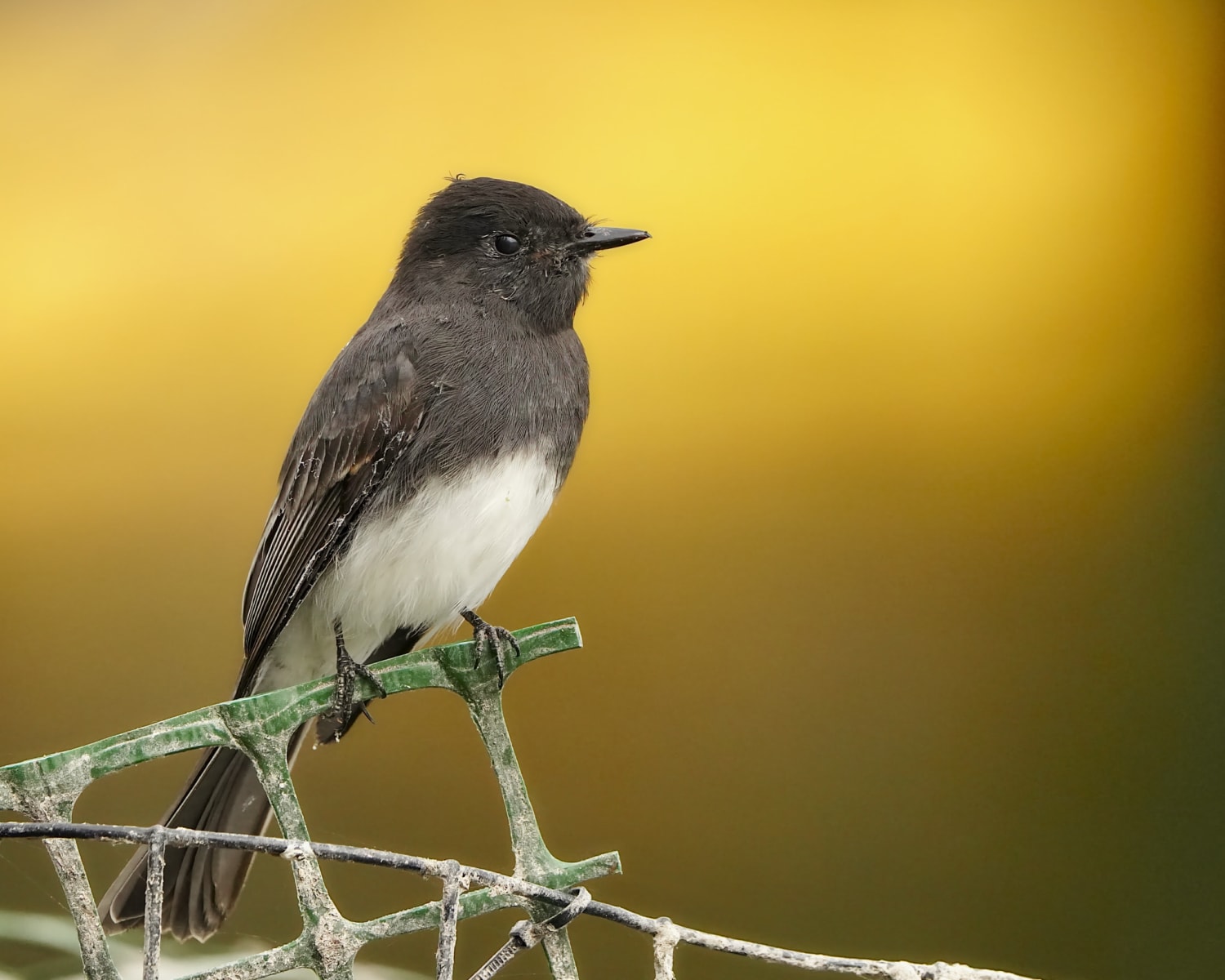 Black Phoebe