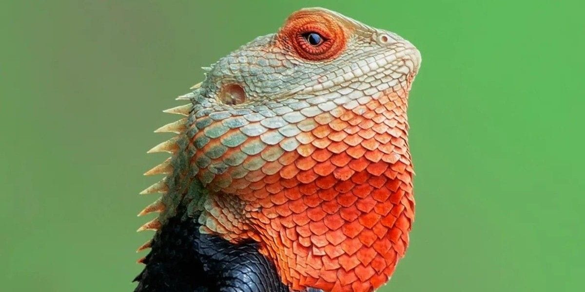 Pigment cells called 'melanophores' are what allow lizards (Lacertilia ...